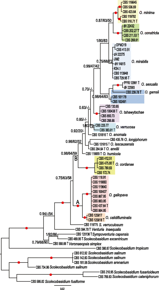 Taxonomy of Ochroconis, genus including opportunistic pathogens on ...