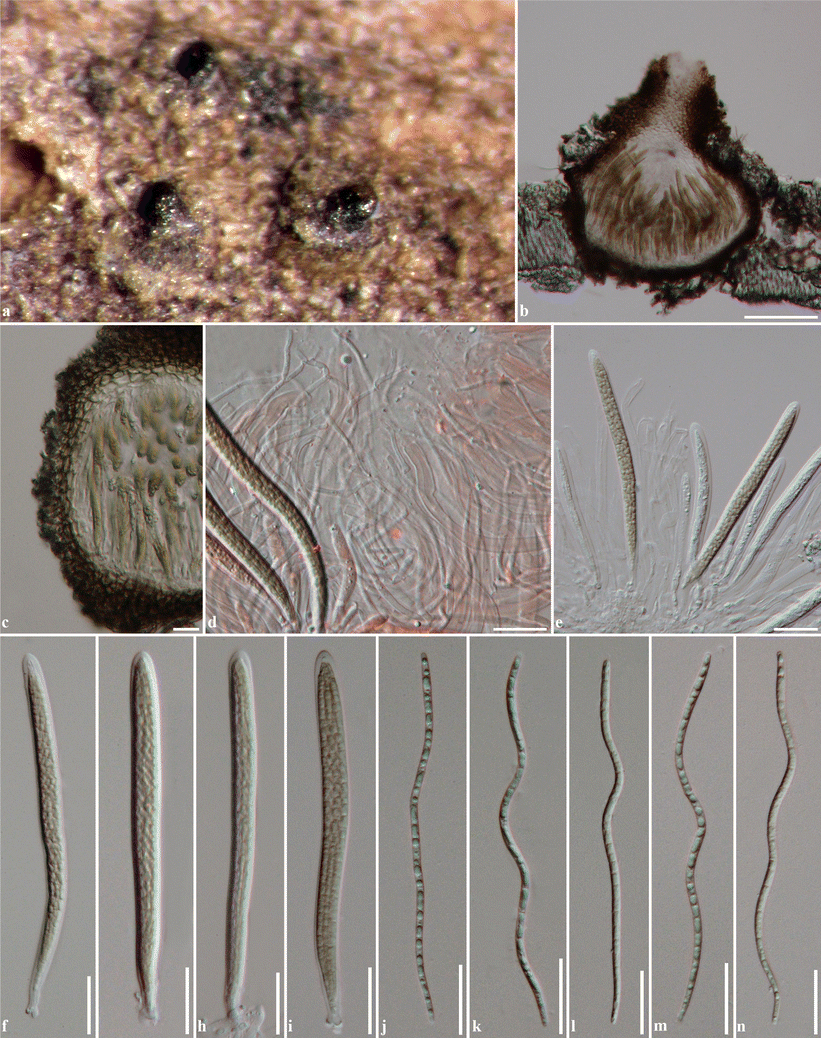 Revision of Phaeosphaeriaceae | SpringerLink