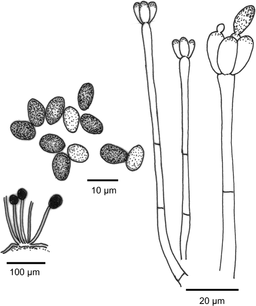 Overview of Stachybotrys ( Memnoniella) and current species status ...