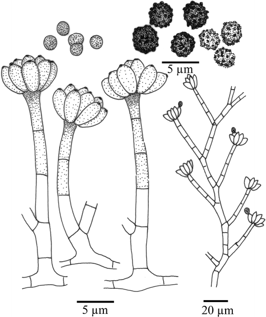 Overview of Stachybotrys ( Memnoniella) and current species status ...