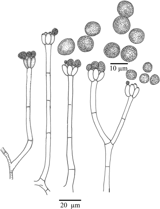 Overview of Stachybotrys ( Memnoniella) and current species status ...