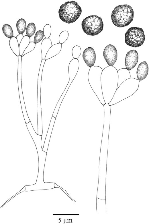 Overview of Stachybotrys ( Memnoniella) and current species status ...