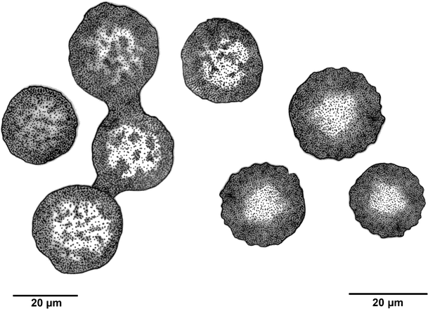 Overview of Stachybotrys ( Memnoniella) and current species status ...