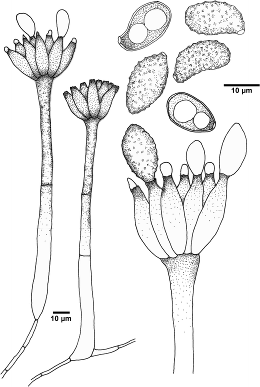 Overview of Stachybotrys ( Memnoniella) and current species status ...