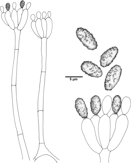 Overview of Stachybotrys ( Memnoniella) and current species status ...