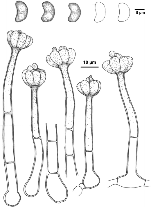 Overview of Stachybotrys ( Memnoniella) and current species status ...