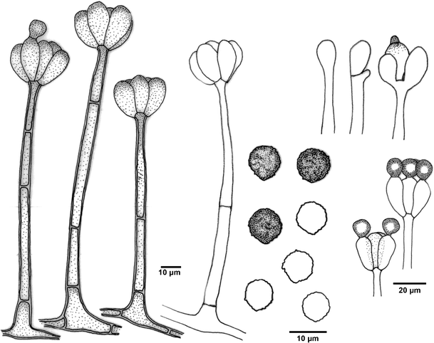 Overview of Stachybotrys ( Memnoniella) and current species status ...