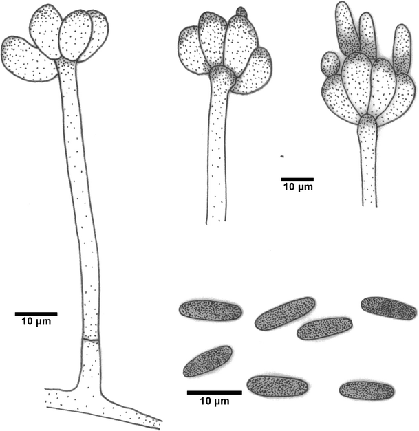 Overview of Stachybotrys ( Memnoniella) and current species status ...