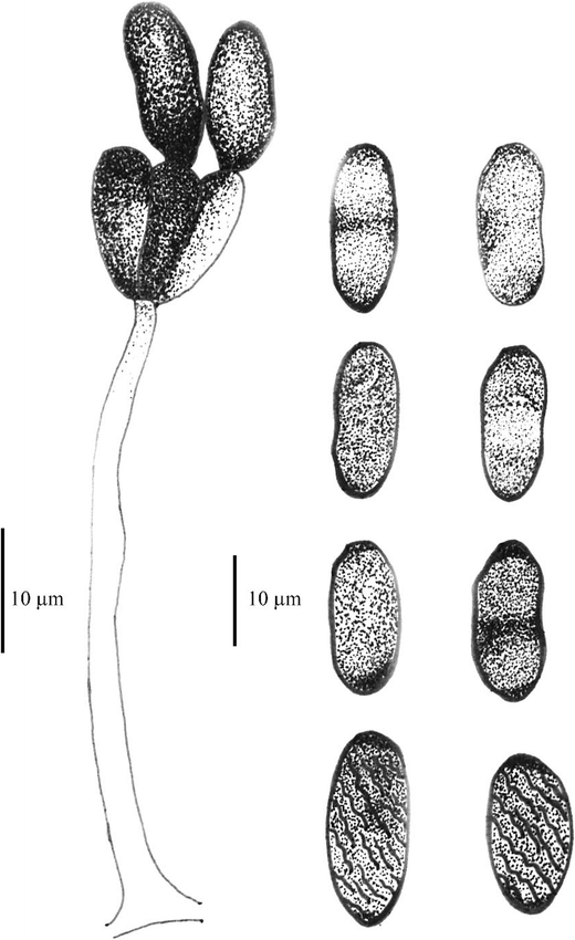 Overview of Stachybotrys ( Memnoniella) and current species status ...
