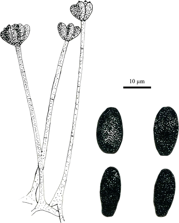 Overview of Stachybotrys ( Memnoniella) and current species status ...
