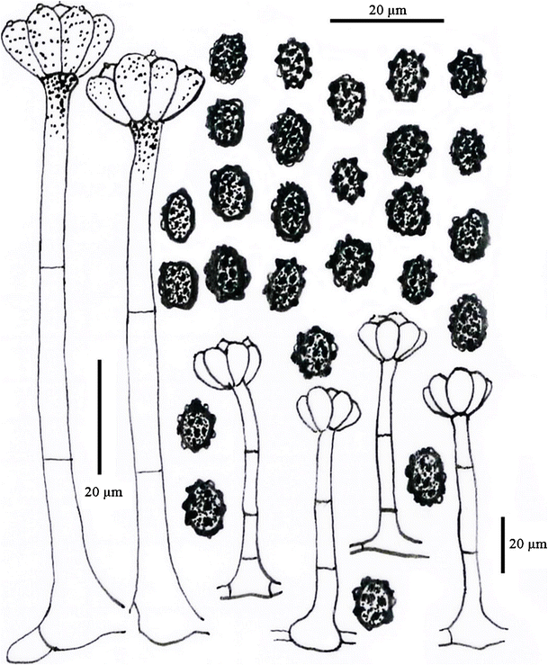Overview of Stachybotrys ( Memnoniella) and current species status ...