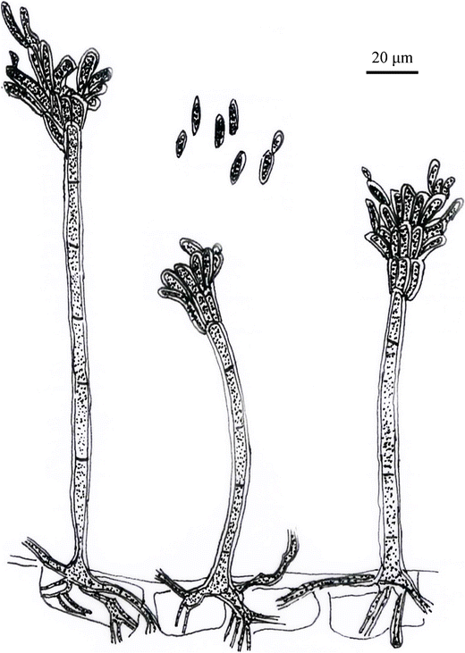 Overview of Stachybotrys ( Memnoniella) and current species status ...