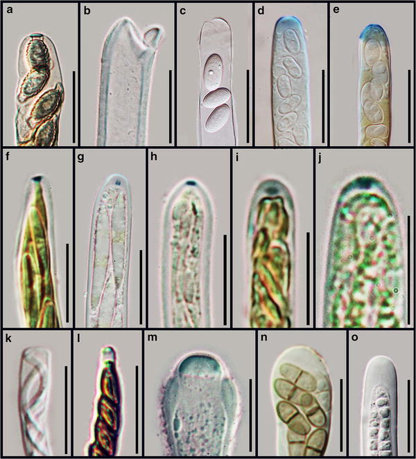 DISCOMYCETES: the apothecial representatives of the phylum Ascomycota ...