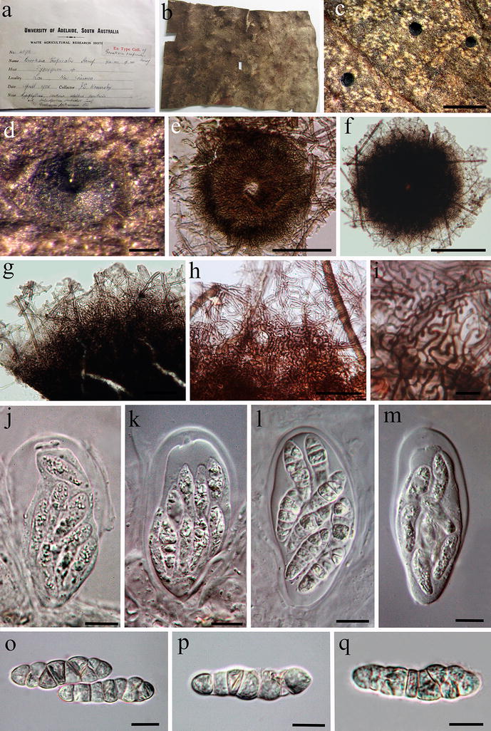 Fungal diversity notes 603–708: taxonomic and phylogenetic notes on ...