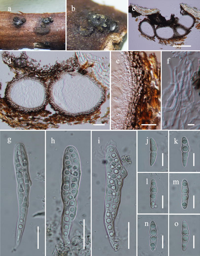 Fungal diversity notes 603–708: taxonomic and phylogenetic notes on ...