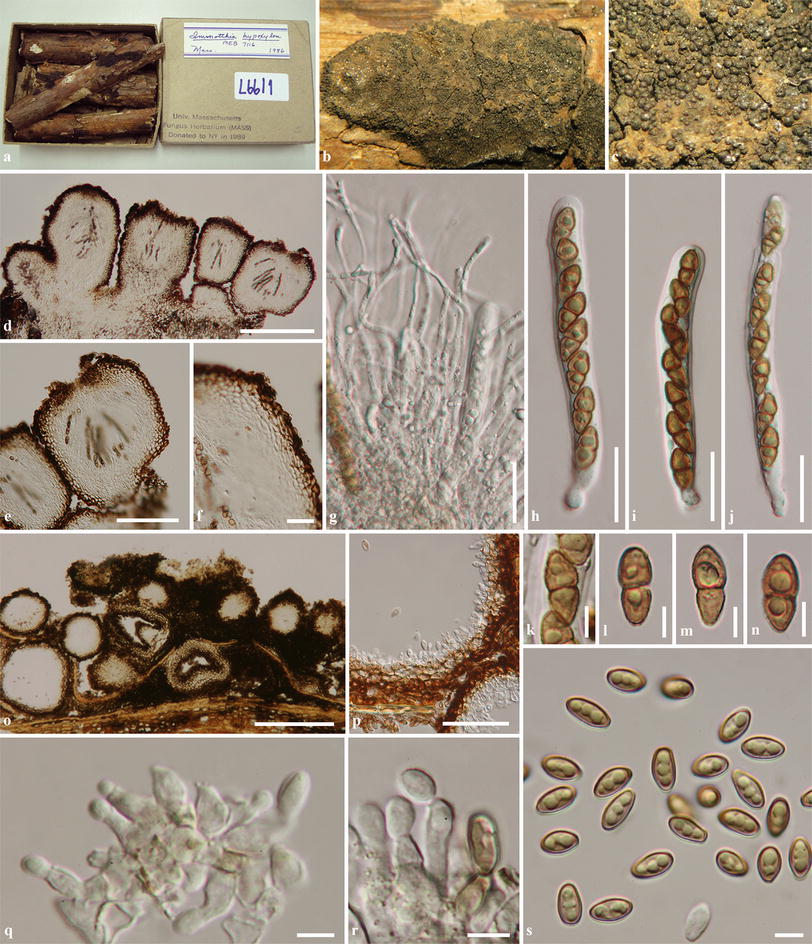 Fungal diversity notes 603–708: taxonomic and phylogenetic notes on ...