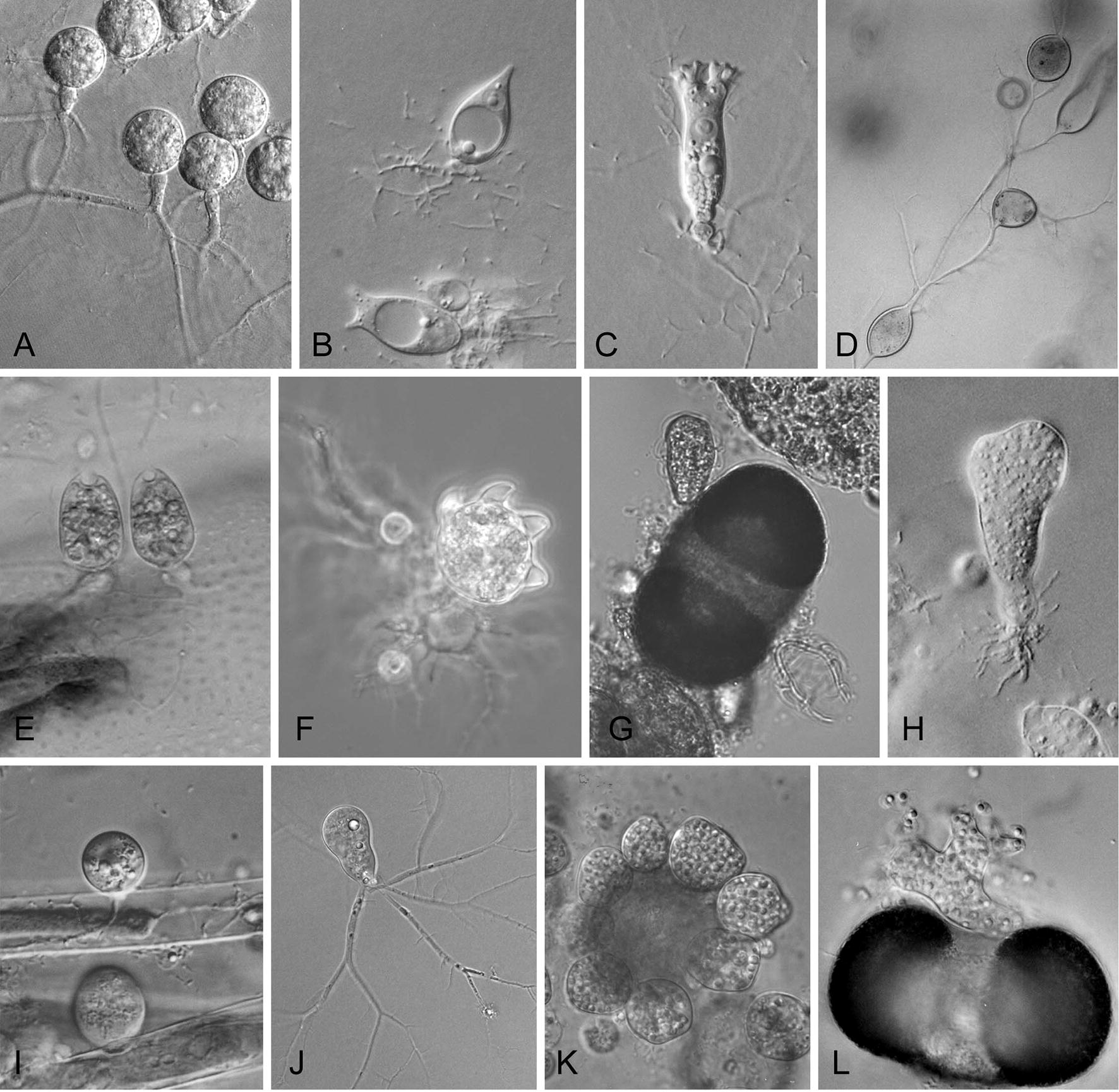 Notes for genera: basal clades of Fungi (including Aphelidiomycota ...
