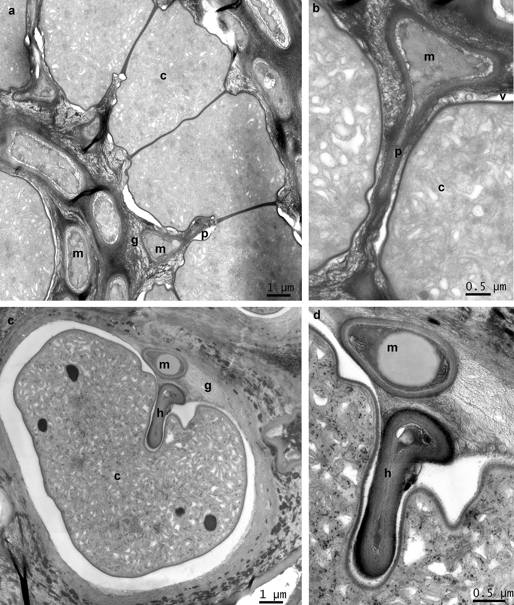 Lichinodium is a new lichenized lineage in the Leotiomycetes | SpringerLink