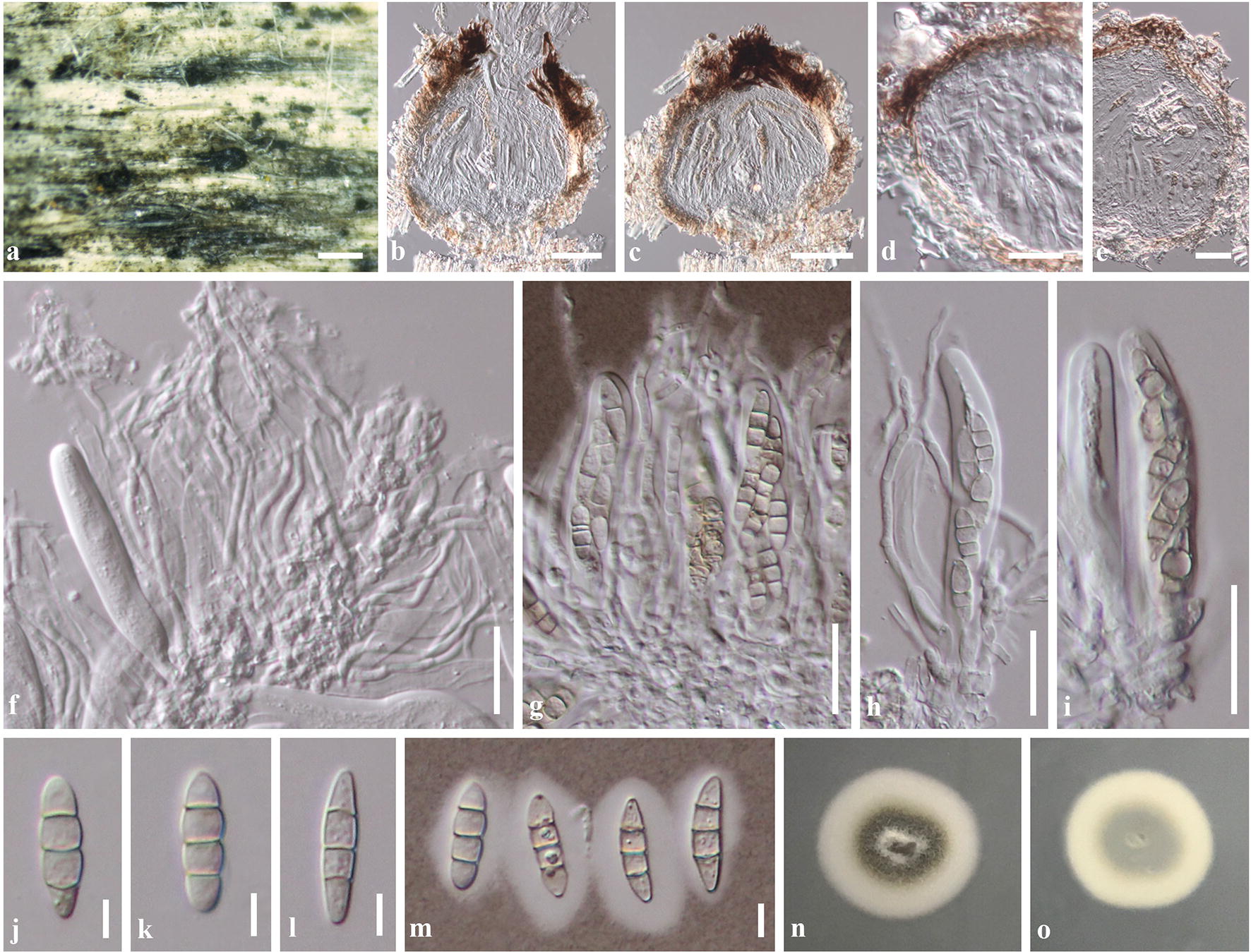 Fungal diversity notes 929–1035: taxonomic and phylogenetic ...