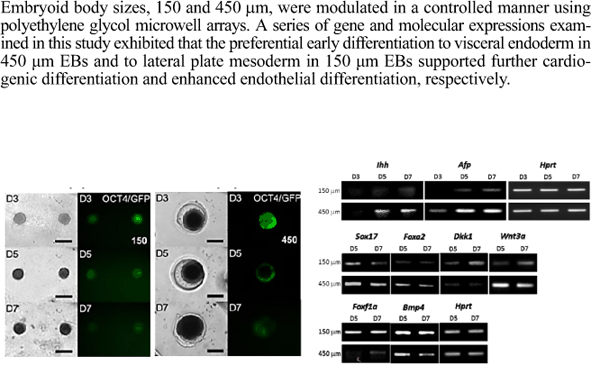Embryoid body size-mediated differential endodermal and mesodermal ...