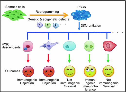 Cells derived from iPSC can be immunogenic — Yes or No? | SpringerLink