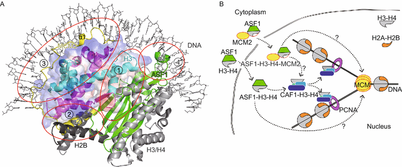 Structure of the quaternary complex of histone H3-H4 heterodimer with ...