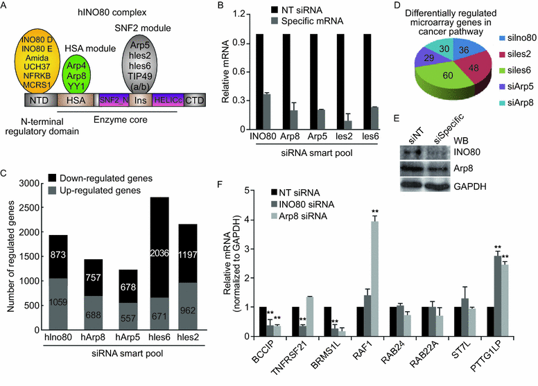 Human INO80/YY1 chromatin remodeling complex transcriptionally ...