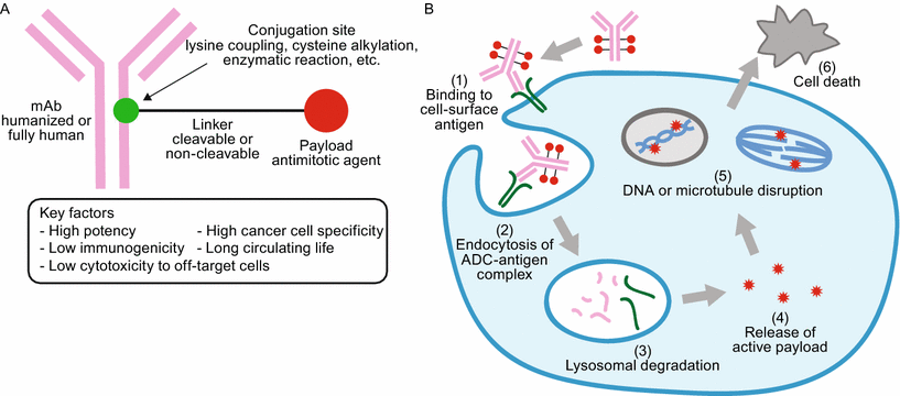 Antibody-drug conjugates: recent advances in conjugation and linker ...