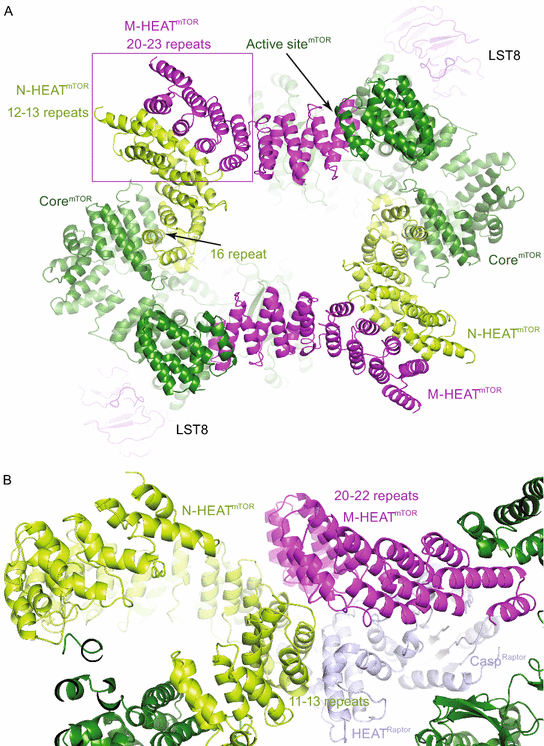 4.4 Å Resolution Cryo-EM structure of human mTOR Complex 1 | SpringerLink
