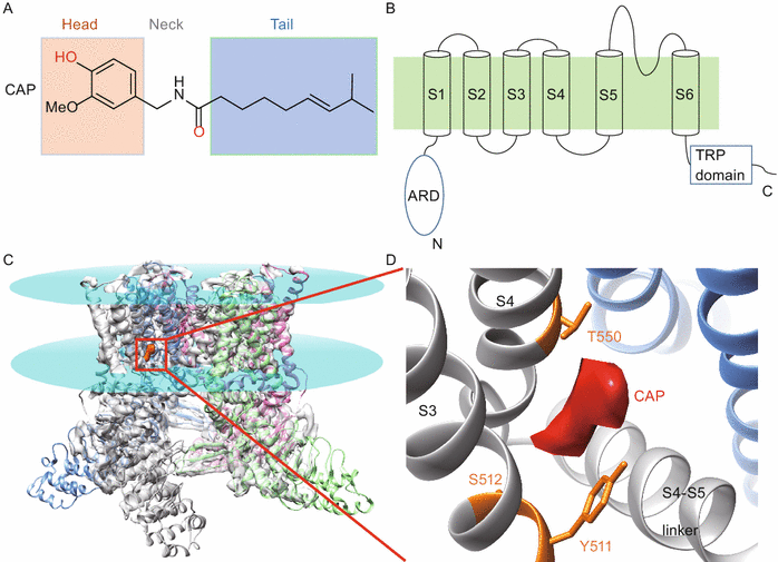 Understand spiciness: mechanism of TRPV1 channel activation by ...
