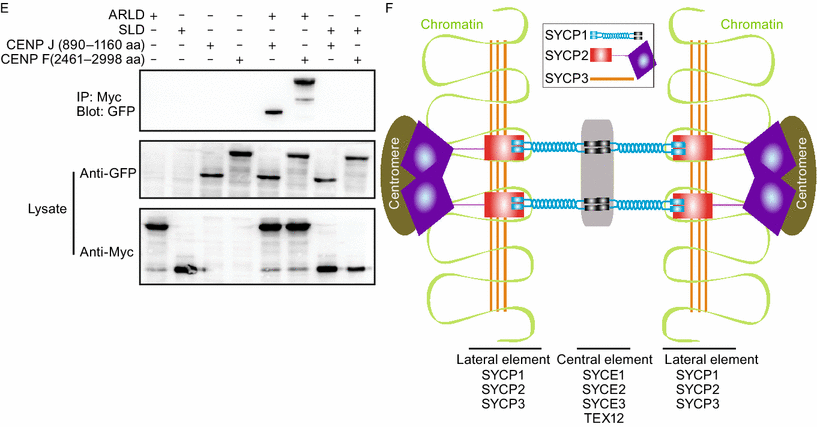 Synaptonemal complex protein 2 (SYCP2) mediates the association of the ...