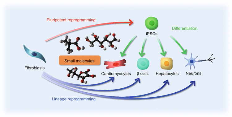 Reprogramming cell fates by small molecules | SpringerLink