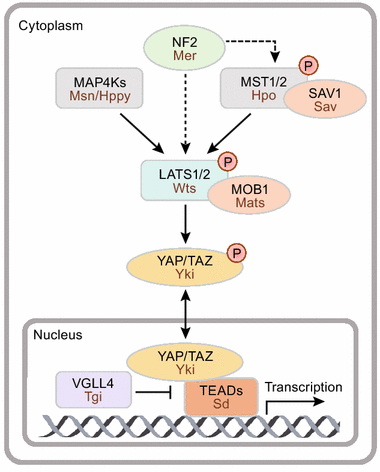 The Hippo pathway in tissue homeostasis and regeneration | SpringerLink
