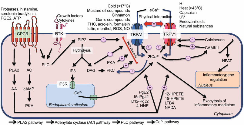TRPV1 and TRPA1 in cutaneous neurogenic and chronic inflammation: pro ...