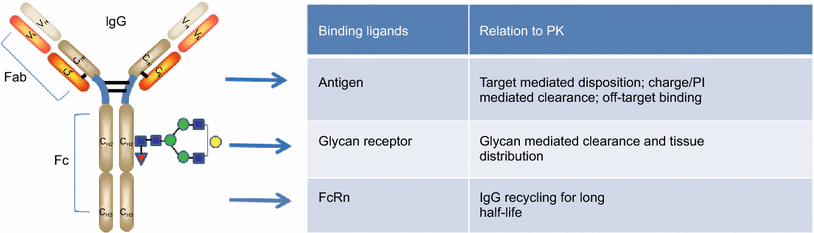 Pharmacokinetics of monoclonal antibodies and Fc-fusion proteins ...