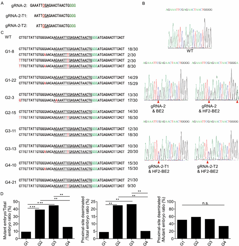 Effective gene editing by high-fidelity base editor 2 in mouse zygotes ...