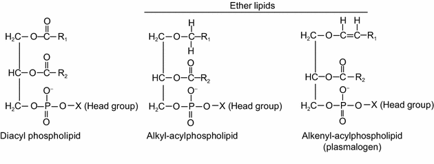 Structural and functional roles of ether lipids | SpringerLink