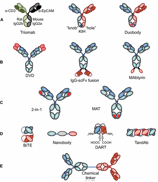 Current progress in innovative engineered antibodies | SpringerLink
