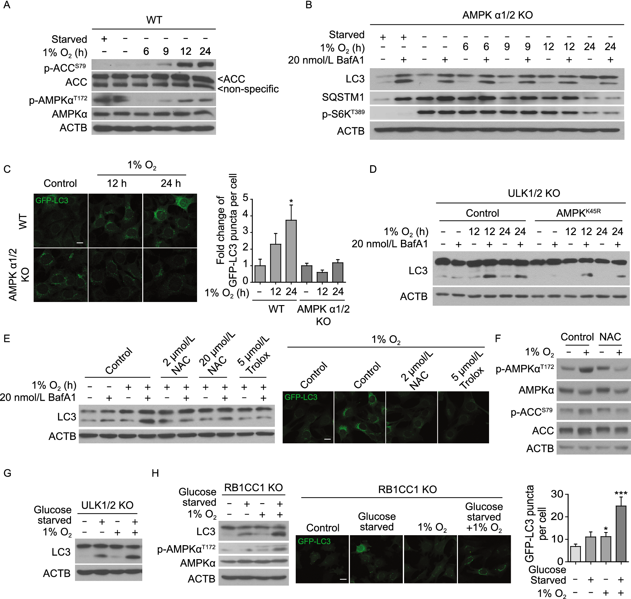 Unc-51-like kinase (ULK) complex-independent autophagy induced by ...