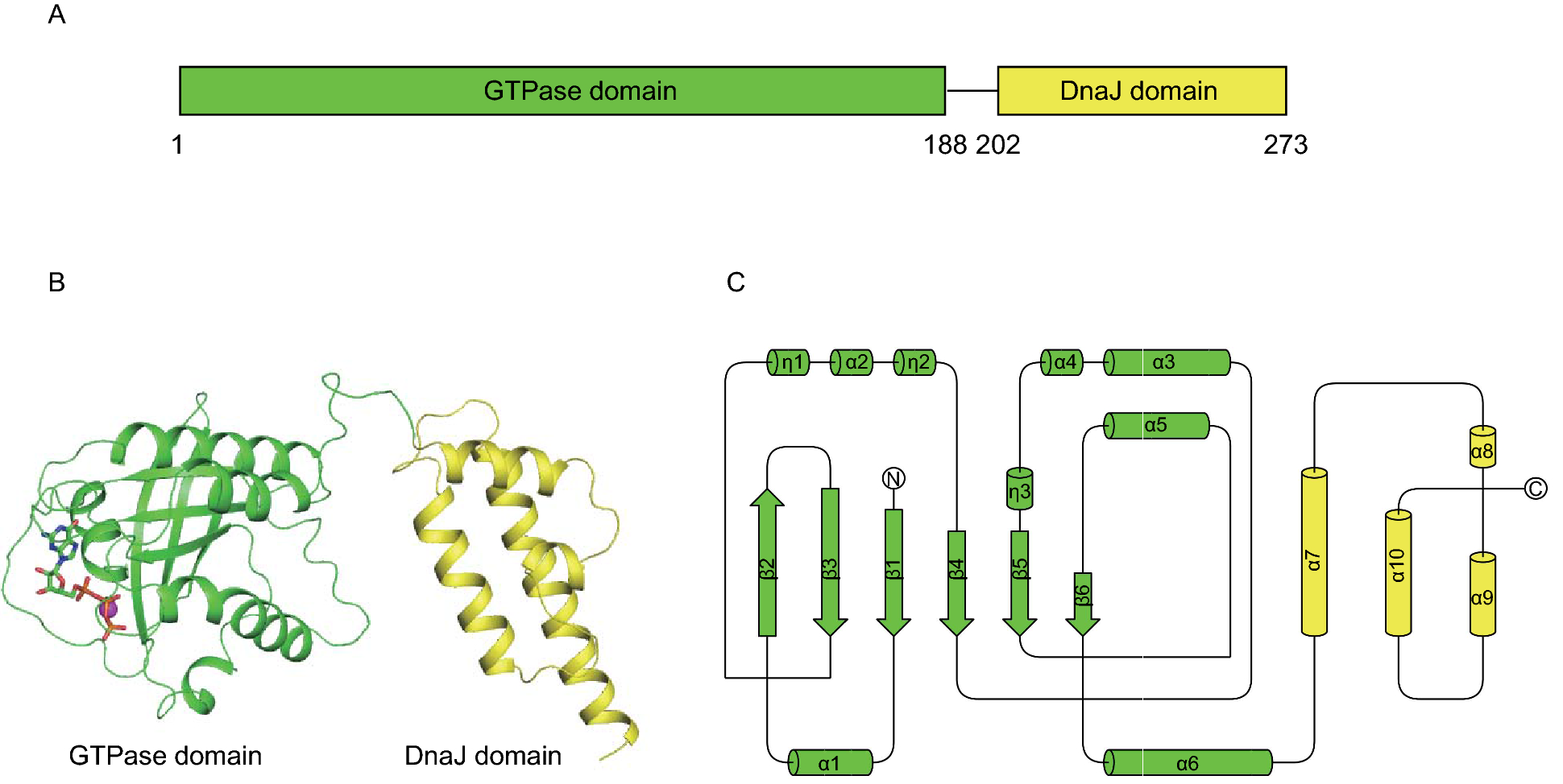 Crystal structure and function of Rbj: A constitutively GTP-bound small ...