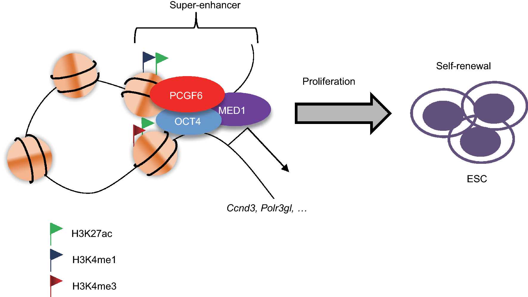PCGF6 regulates stem cell pluripotency as a transcription activator via ...