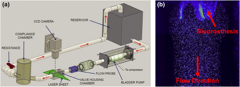 Experimental Assessment of Flow Fields Associated with Heart Valve ...