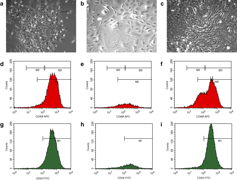 Characterization of mammary cancer stem cells in the MMTV-PyMT mouse ...