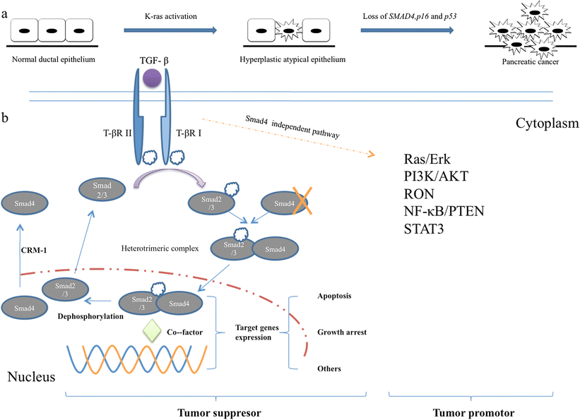 SMAD4 and its role in pancreatic cancer | SpringerLink