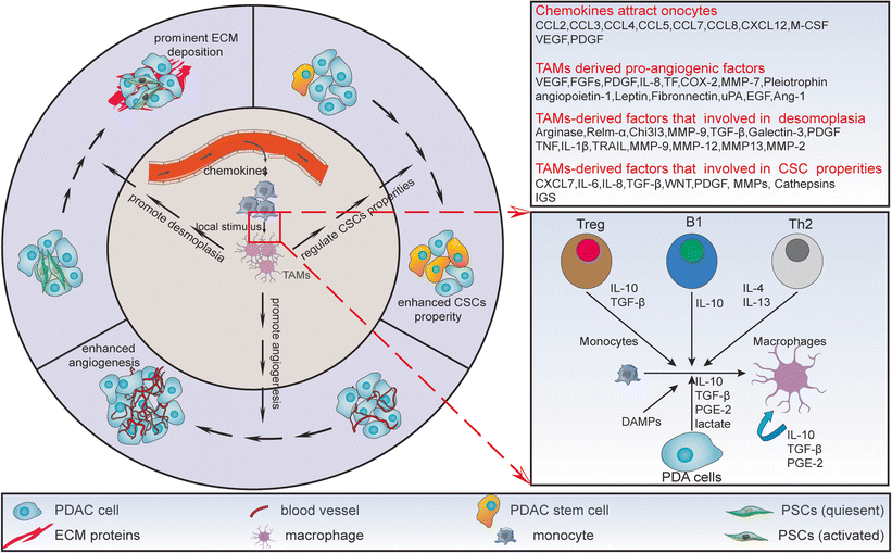 Functional significance of macrophages in pancreatic cancer biology ...