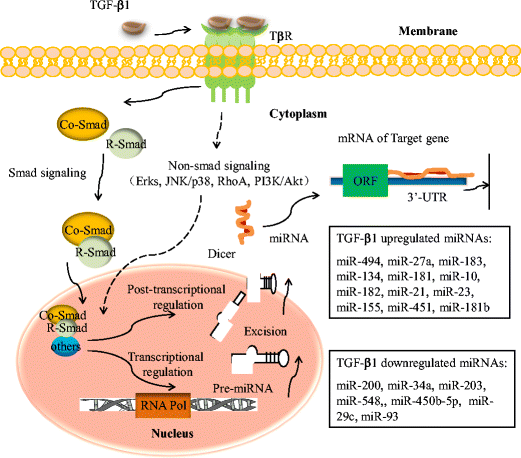 MicroRNAs, TGF-β signaling, and the inflammatory microenvironment in ...