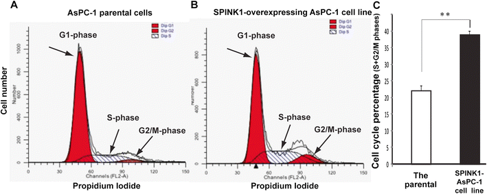 The construction and proliferative effects of a lentiviral vector ...