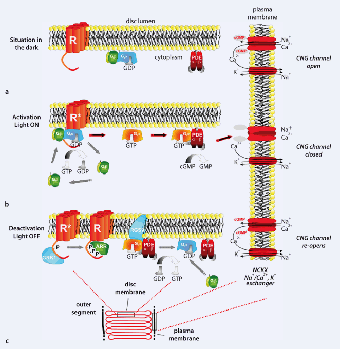 Signal transduction and signal transmission | SpringerLink