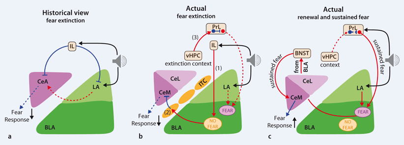 Neuronal Circuits Of Fear Memory And Fear Extinction Springerlink