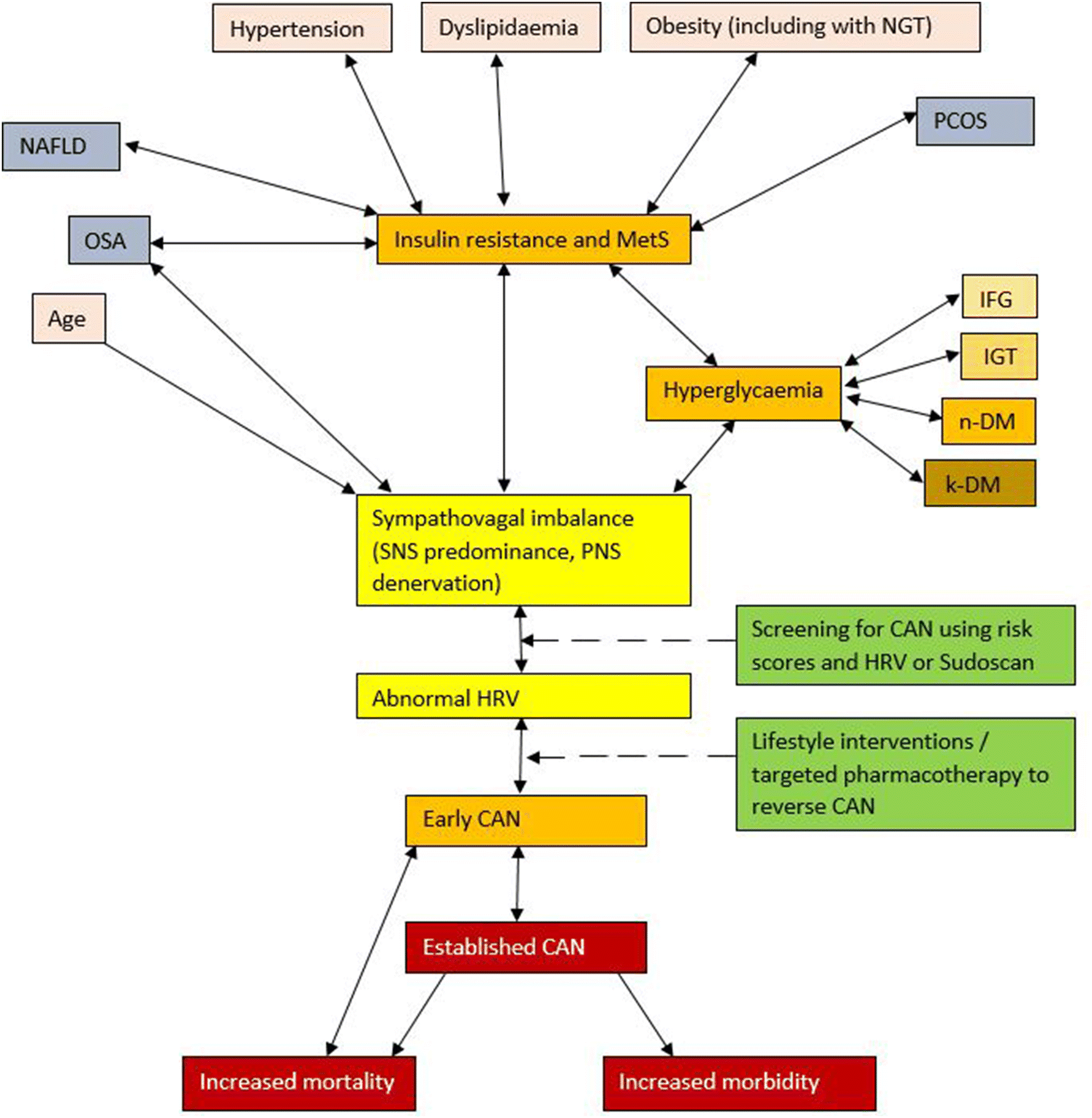 Cardiac Autonomic Neuropathy in Obesity, the Metabolic Syndrome and ...